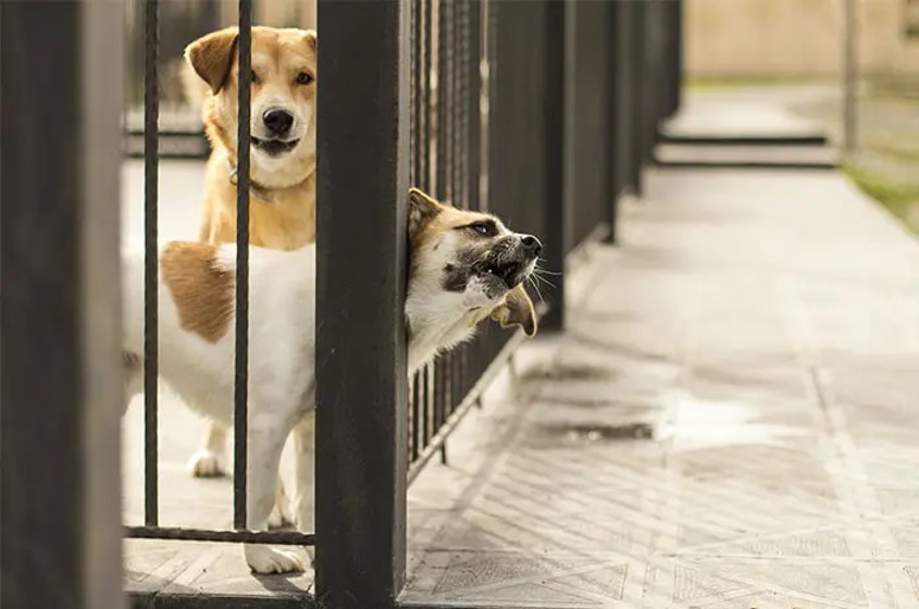 Menolong Anjing Terjepit - SESAWI.NET Menolong Anjing Terjepit - SESAWI.NET