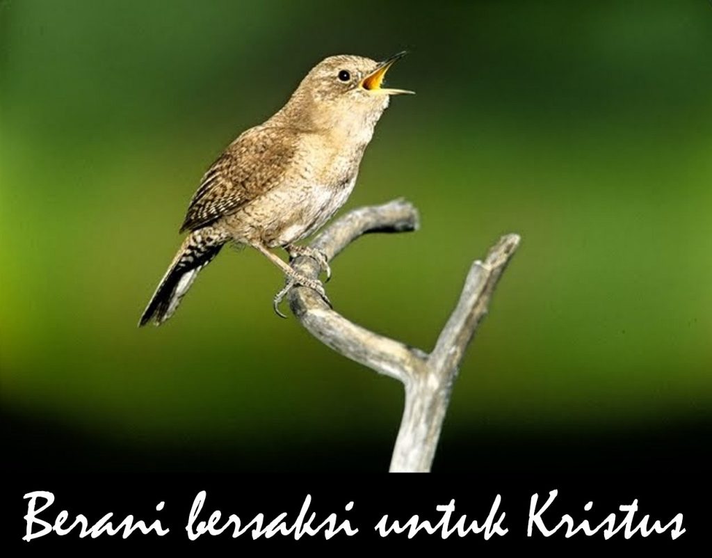 Kamu Dipangggil Menjadi Saksi Kristus, Berani? - SESAWI.NET Kamu Dipangggil Menjadi Saksi Kristus, Berani? - SESAWI.NET